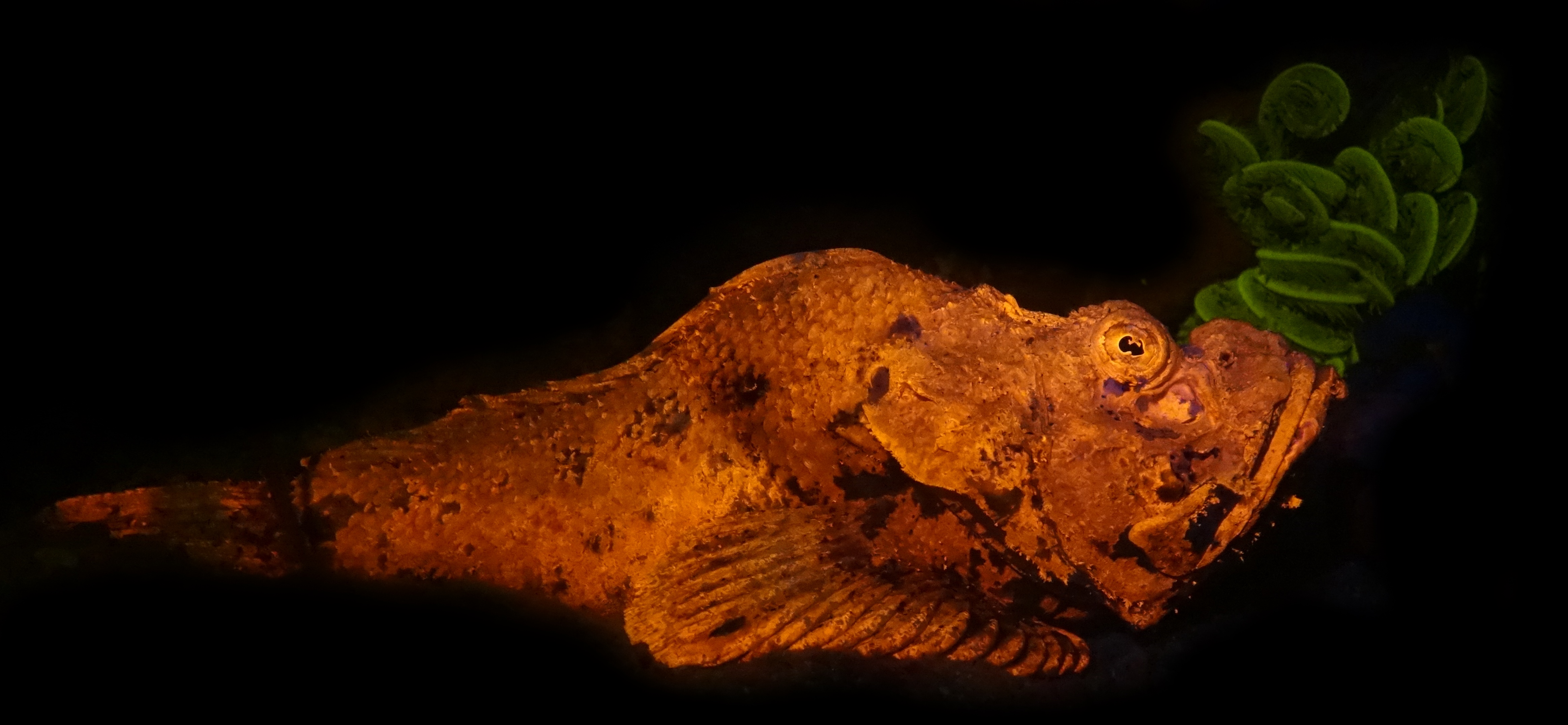 Fluorescent Night Diving in Amed – Diving Around